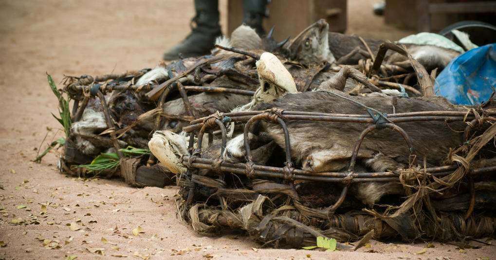 Trafics d'espèces sauvages : un rap...