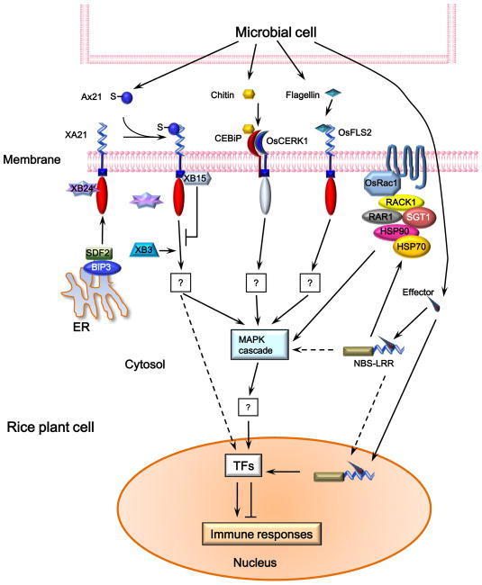 Innate immunity in rice | Plants&Bacteria