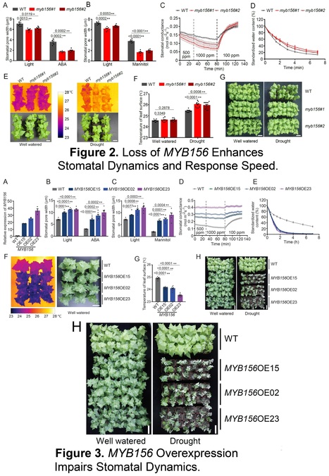 Root system architecture in rice: impacts of ge...