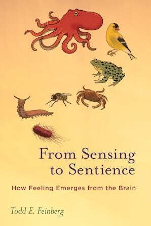 From Sensing to Sentience How Feeling Emerges f...