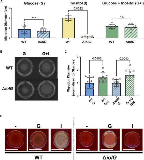 Plant myo-inositol transport influences bacteri...