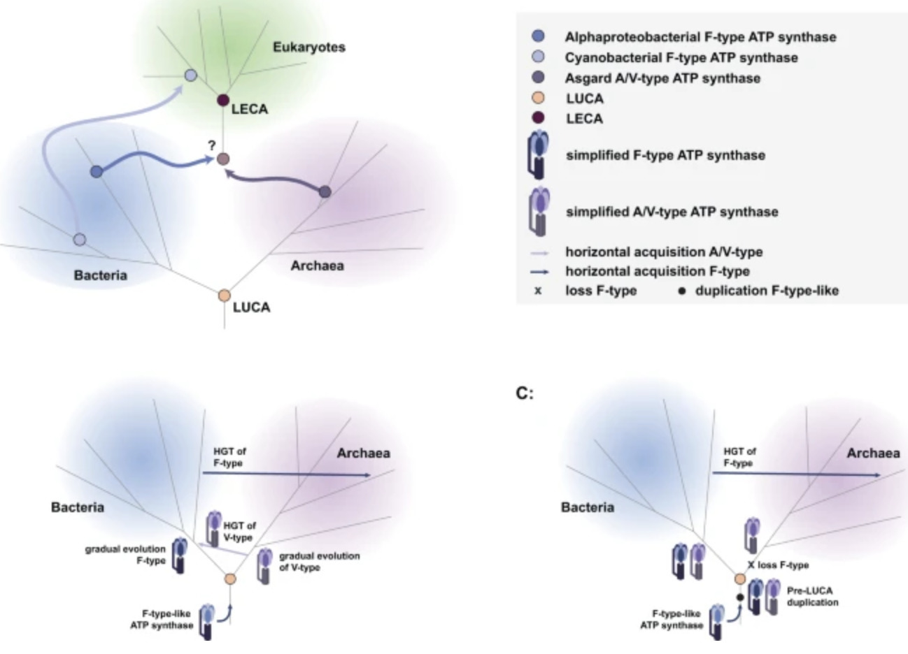 ATP synthase evolution on a cross-braced dated ...