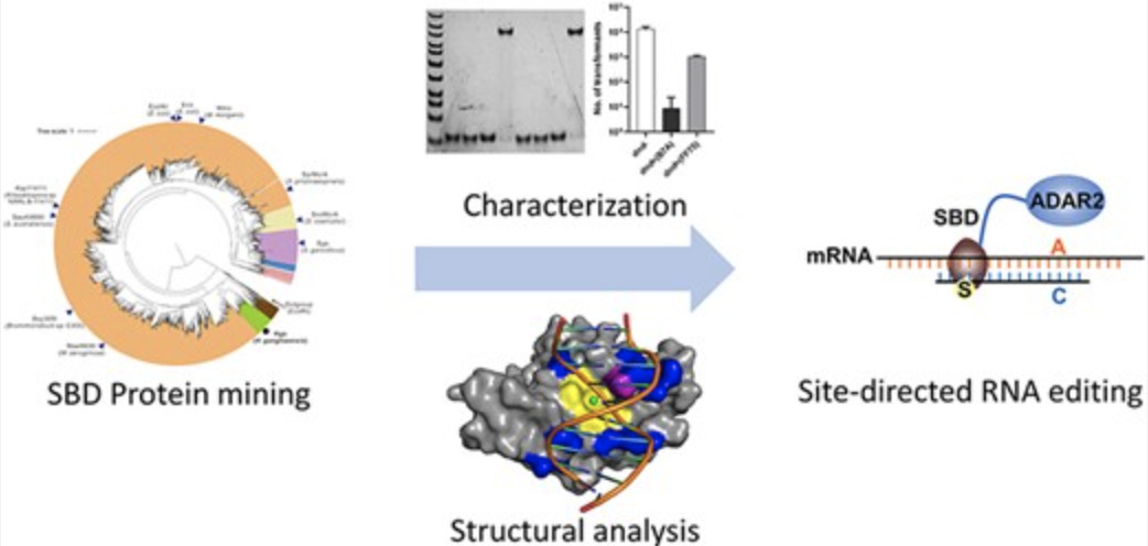 Characterization of a promiscuous DNA sulfur bi...