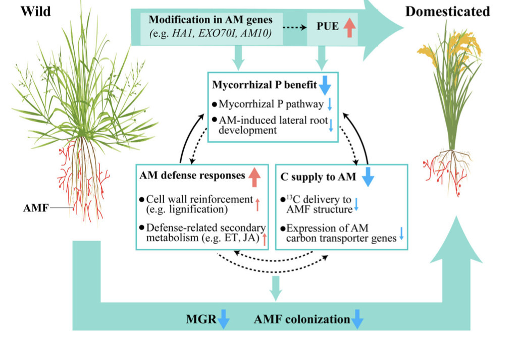 Domestication of rice may have changed its arbu...