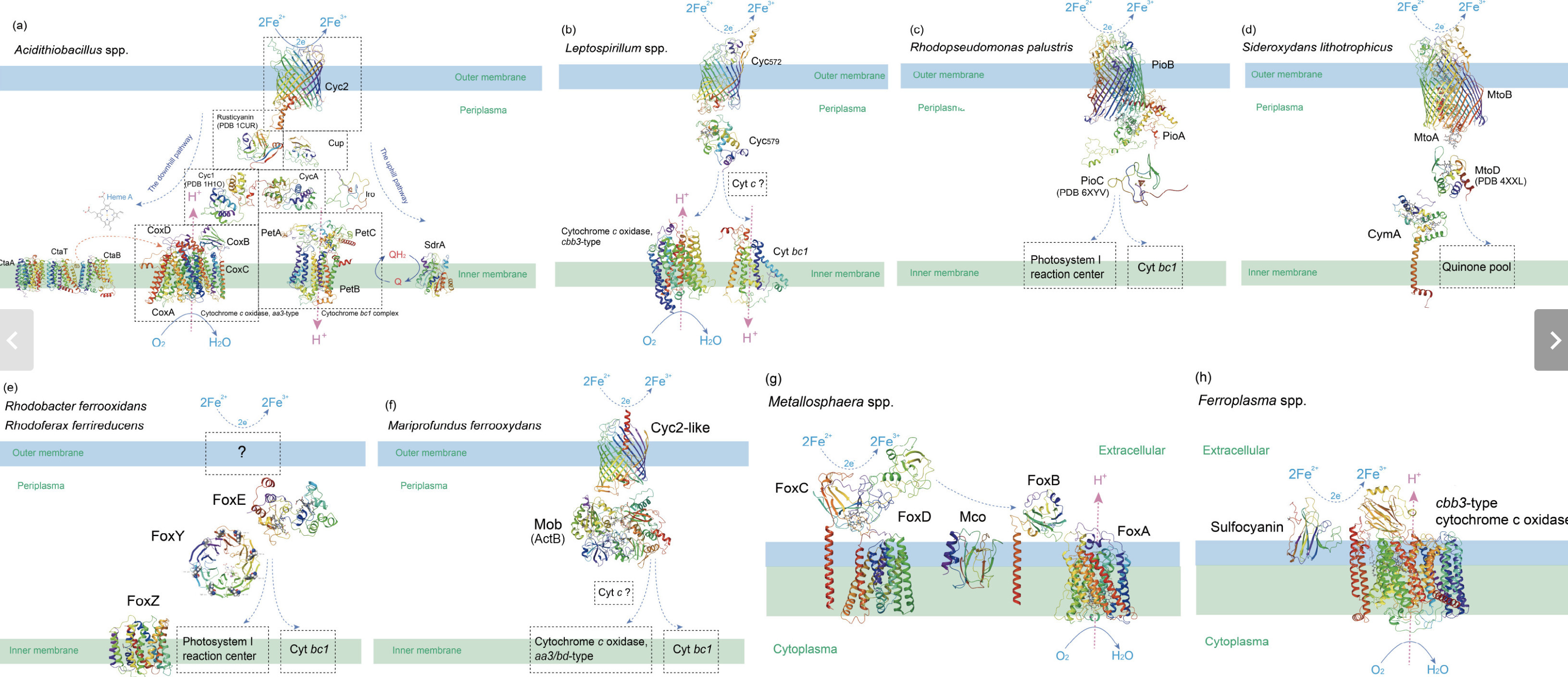 Sequence similarity network and protein structu...