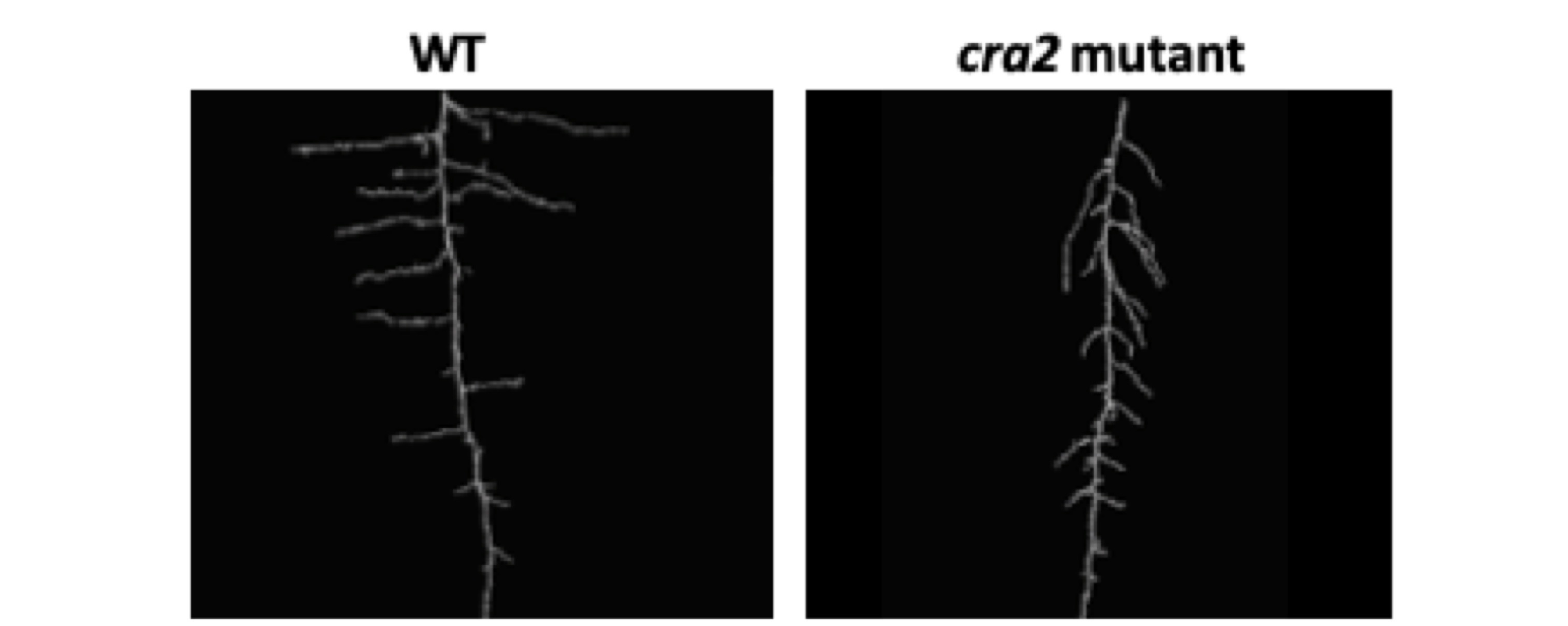 Systemic regulation of lateral root angle and r...