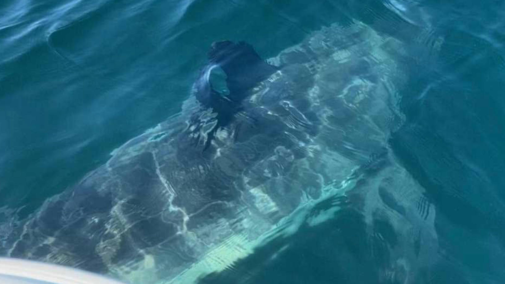 Gigantic 14ft great white shark spotted off US ...