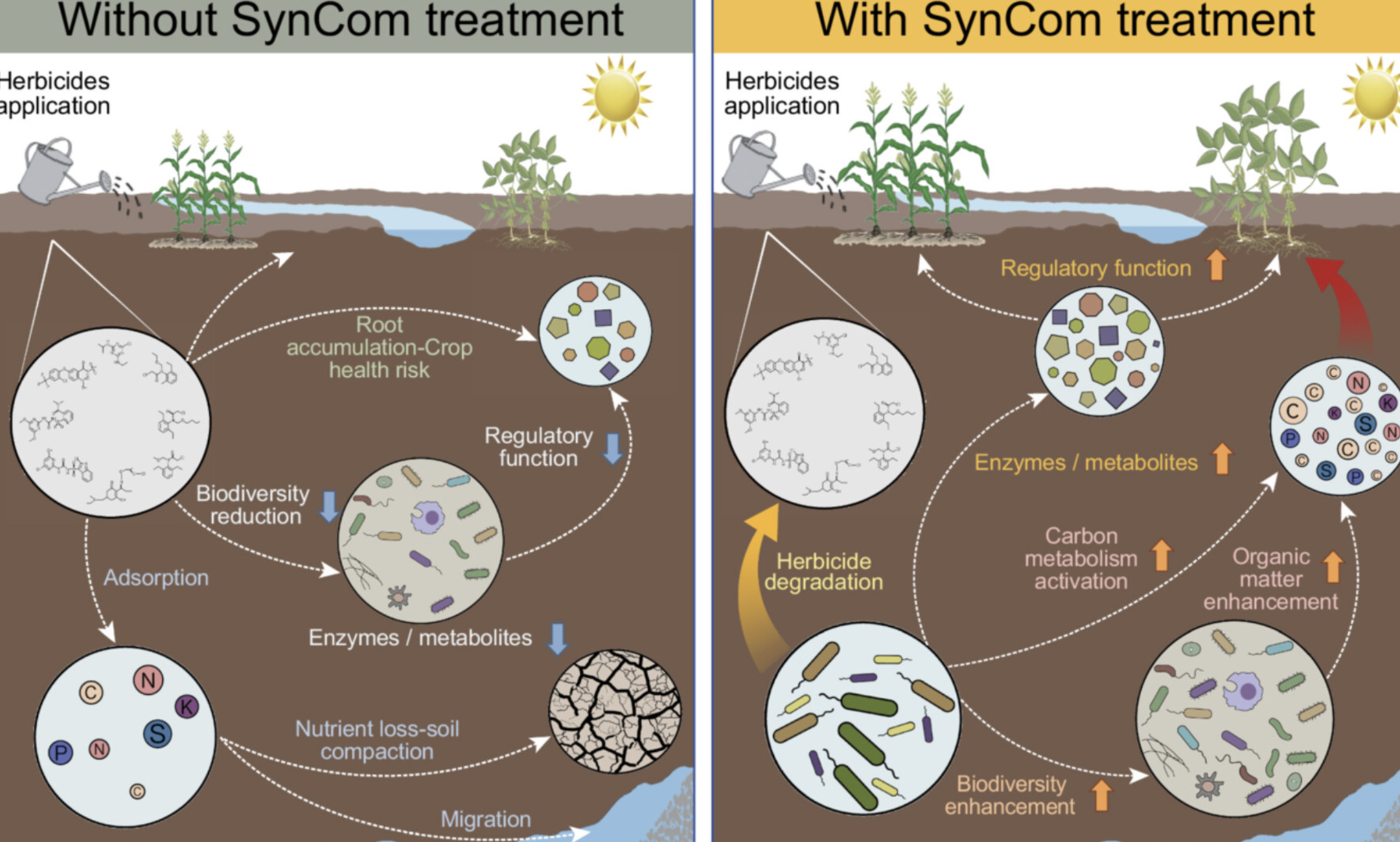 SynCom-mediated herbicide degradation activates...