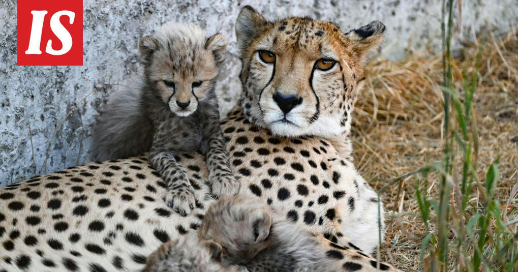 Testaa, tunnistatko eläimet kuvista - Ulko...