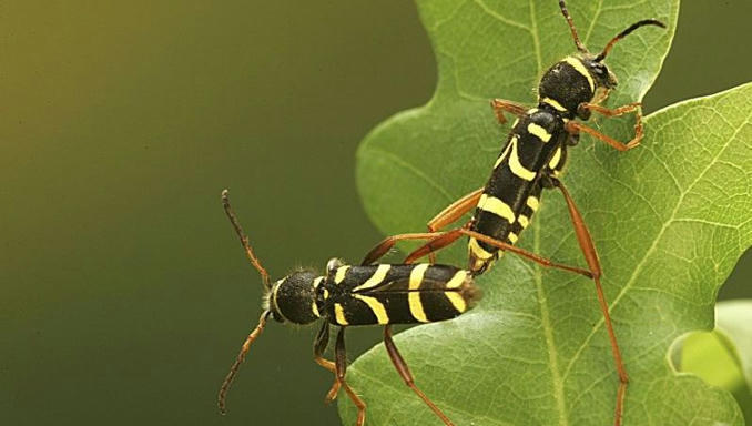 Le Clyte bélier un coléoptè...