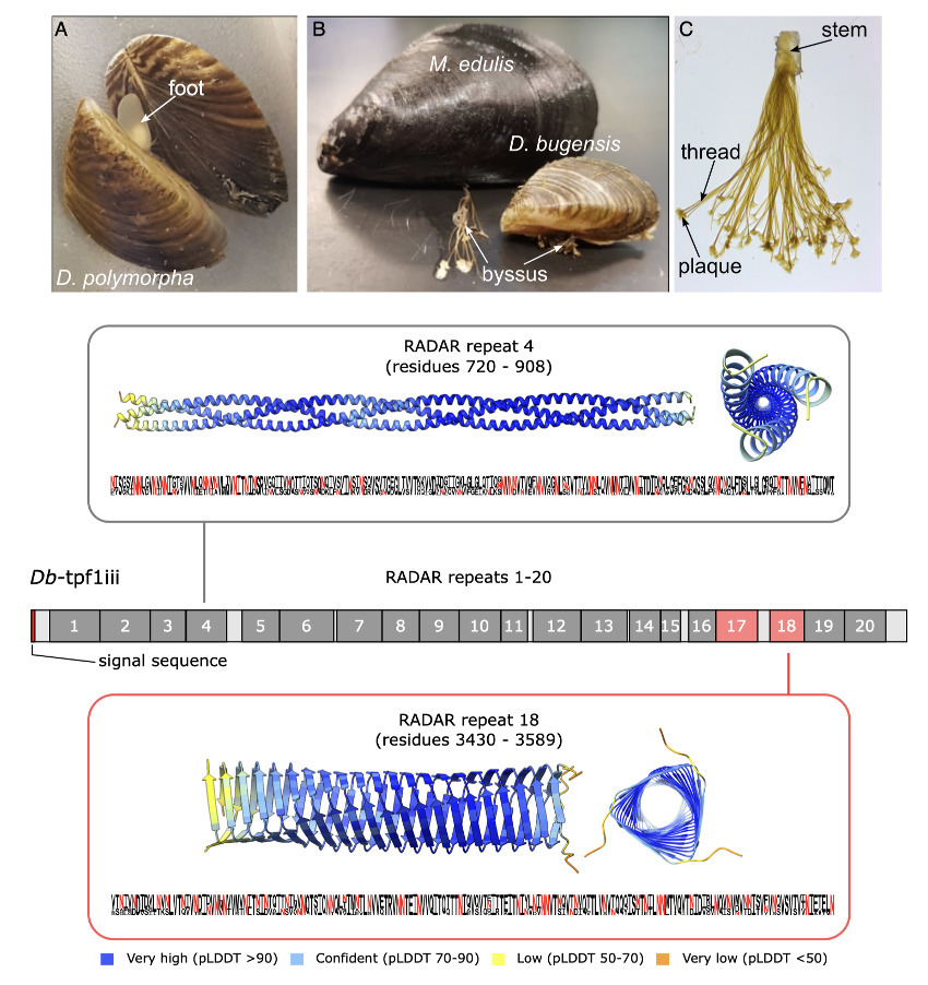 Invasive mussels fashion silk-like byssus via m...