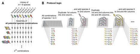 Spatial co-transcriptomics reveals discrete sta...