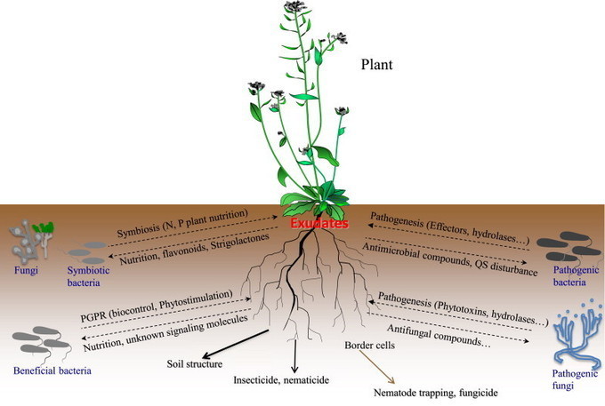 Soil Biology and Biochemistry: Root exudates me...