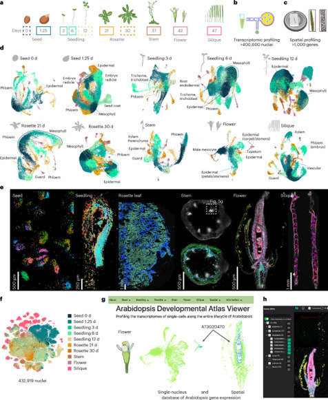 Nat Plants: A single-cell, spatial transcriptom...