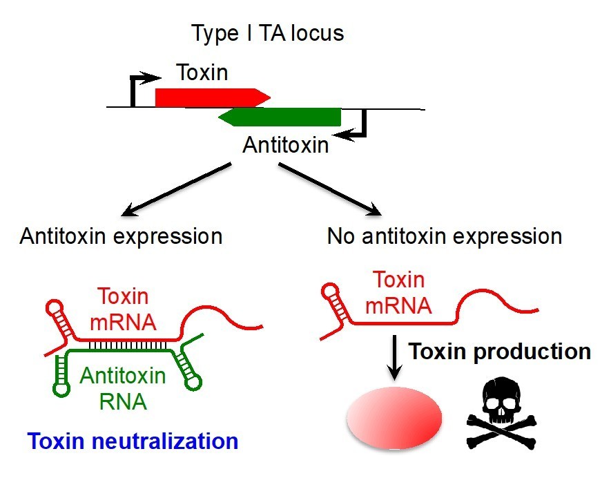 Les systèmes de toxine-antitoxine de typ...