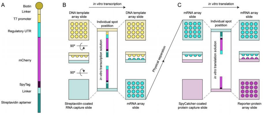 Application of mRNA arrays for the production o...