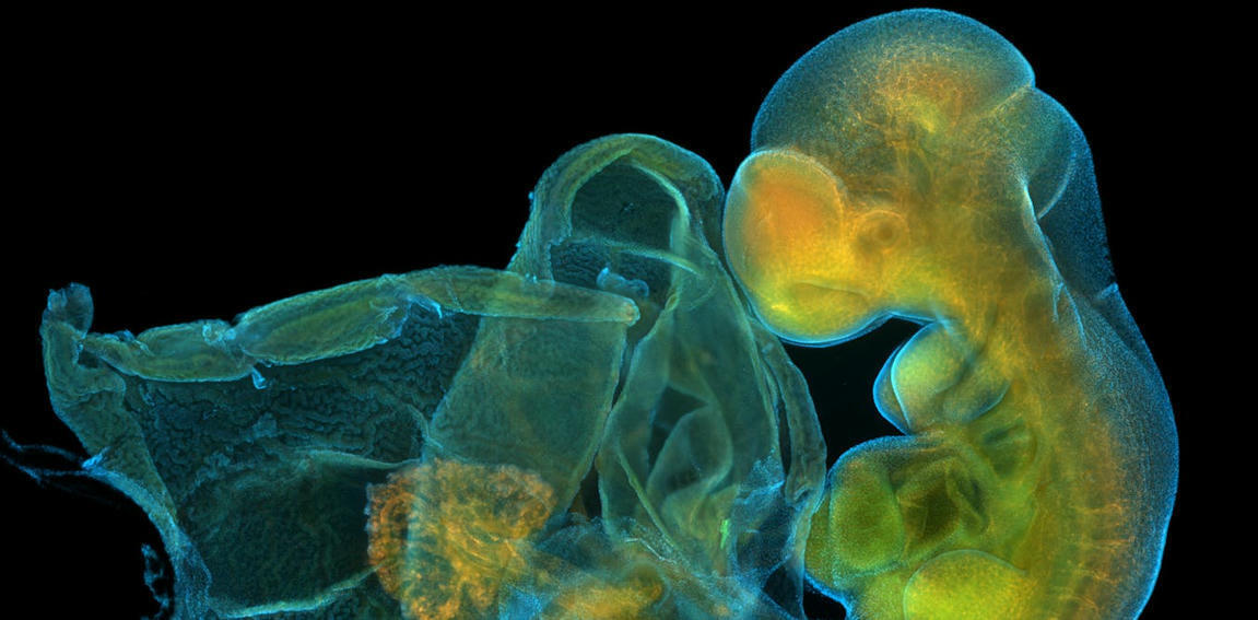 De la fécondation aux embryons humains d...