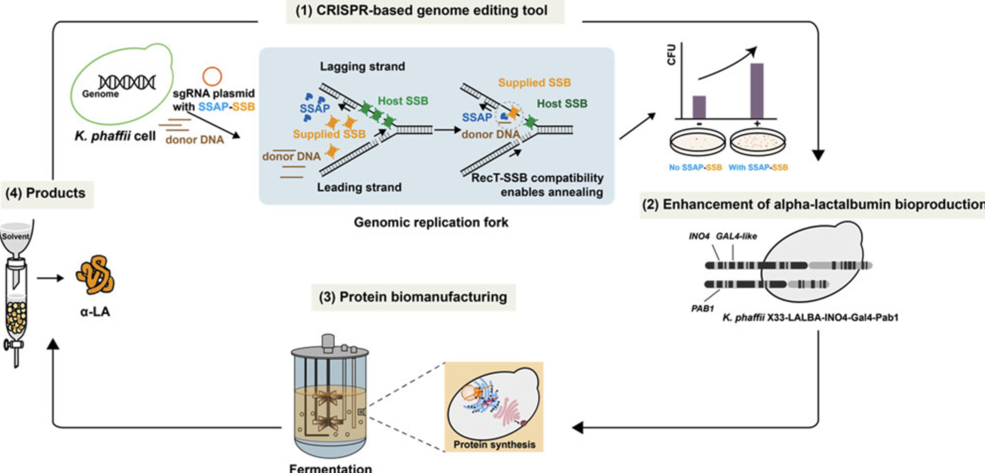 Heterologous Single-Strand DNA-Annealing and Bi...