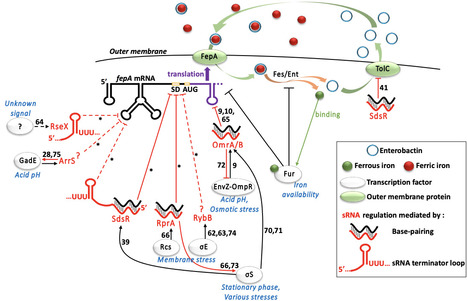 High-throughput identification and quantificati...