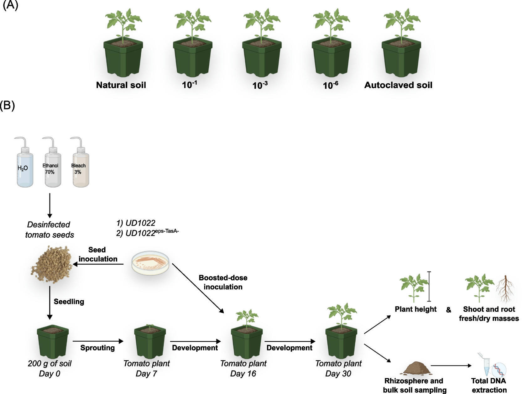 Role of Bacillus subtilis exopolymeric genes in...