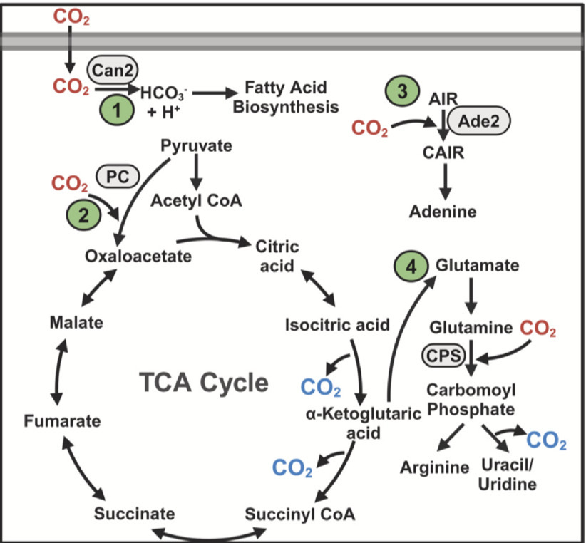 Effects of CO2 in fungi | CiM | RMH | Scoop.it