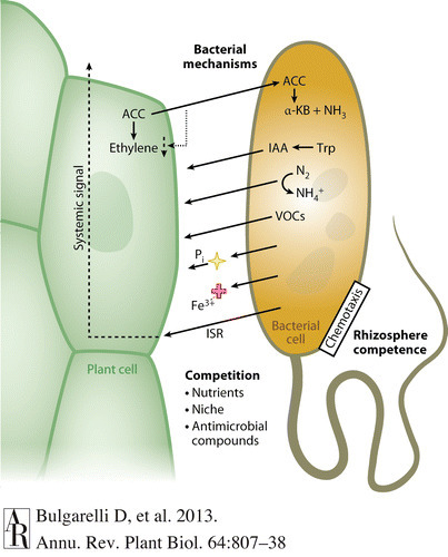 Structure and Functions of the Bacterial Microb...