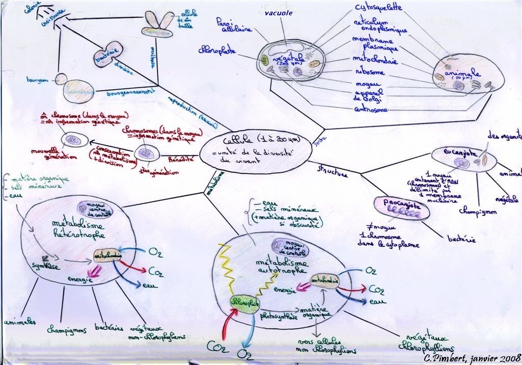 Cartes heuristiques en SVT | Classemapping | S...