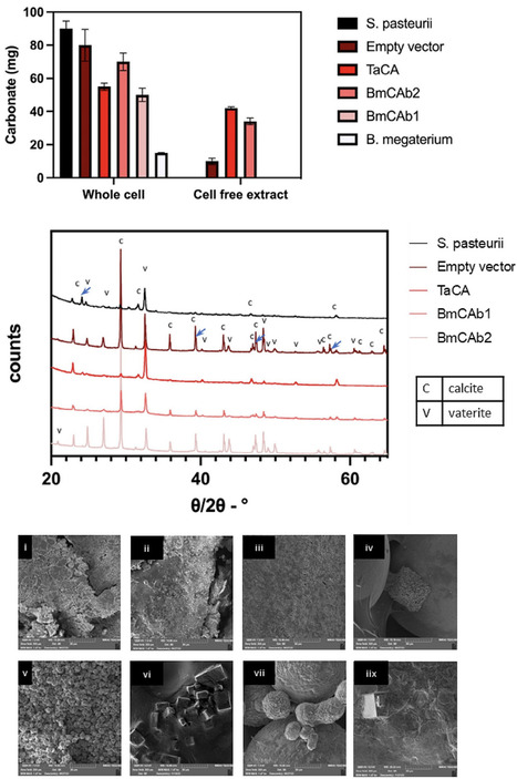 Microbially induced calcium carbonate precipita...