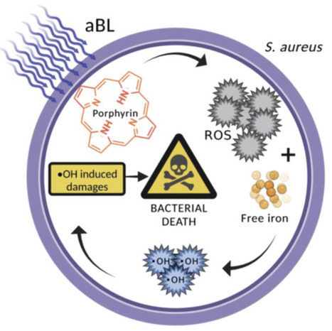 Blue Light Potentiates Antibiotics in Bacteria ...