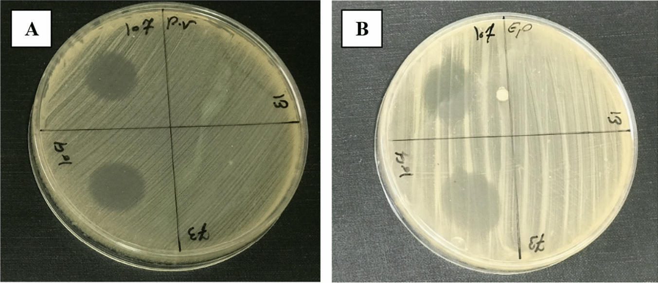 Assessment Of Bacteriocin Production By Clinica