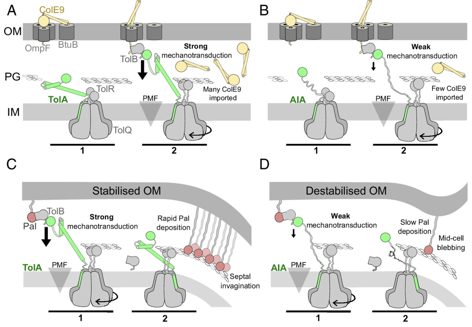 Tunable force transduction through the Escheric...