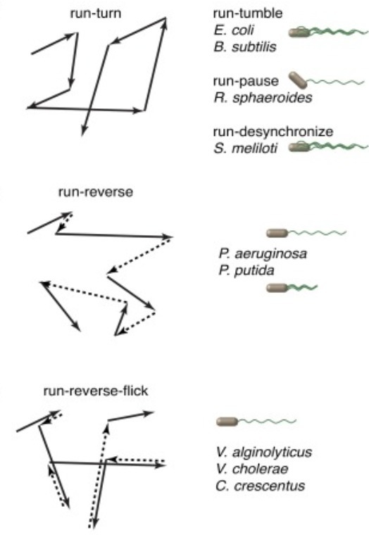 More than propellers: how flagella shape bacter...