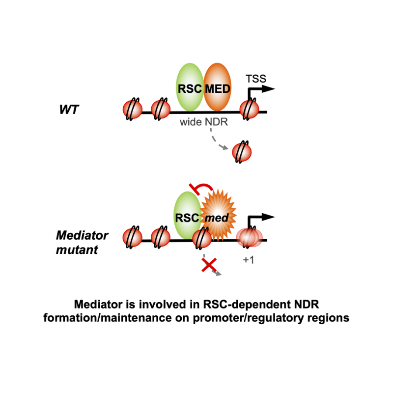 Two essential complexes--Mediator and RSC chrom...