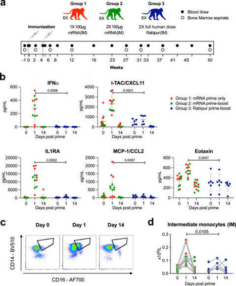 Unmodified rabies mRNA vaccine elicits high cro...