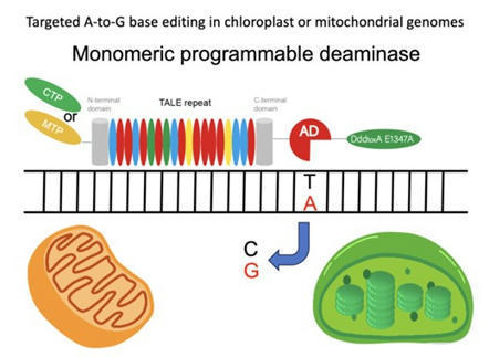 Targeted A-to-G base editing in the organellar ...