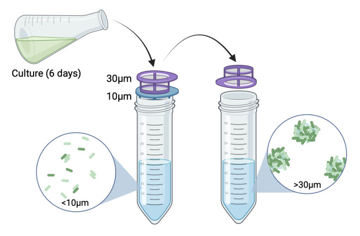A method for separating bacterial cultures into...