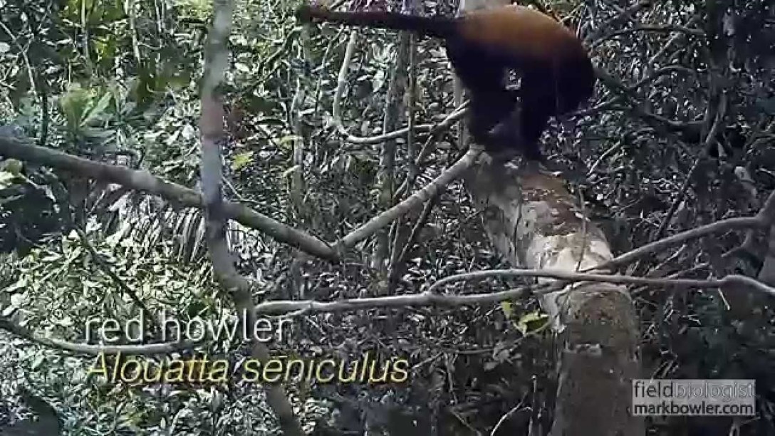 Amazon camera trap field guide - red howler mon...