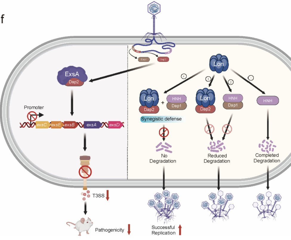 Bacteriophage protein Dap2 inhibits bacterial t...