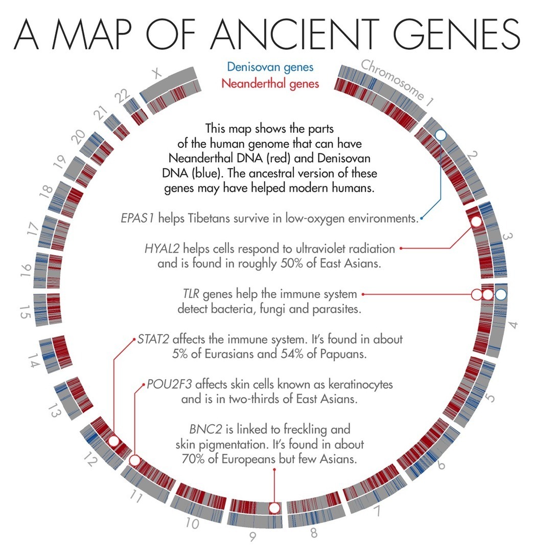 How Neanderthal DNA Helps Humanity: A Map of An...