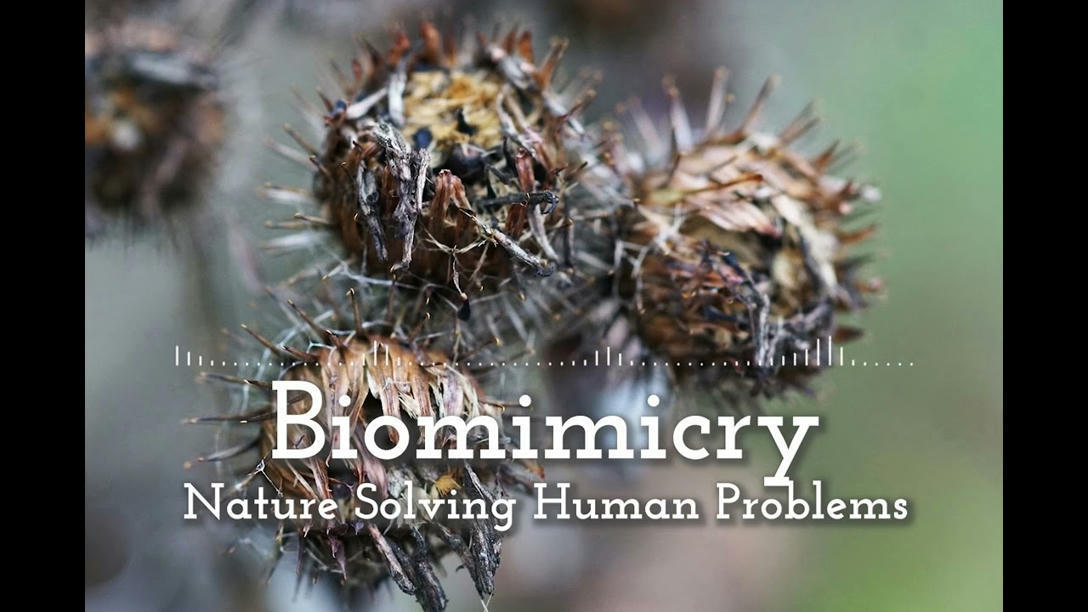 Biomimicry - Nature Solving Human Problems | Bi...