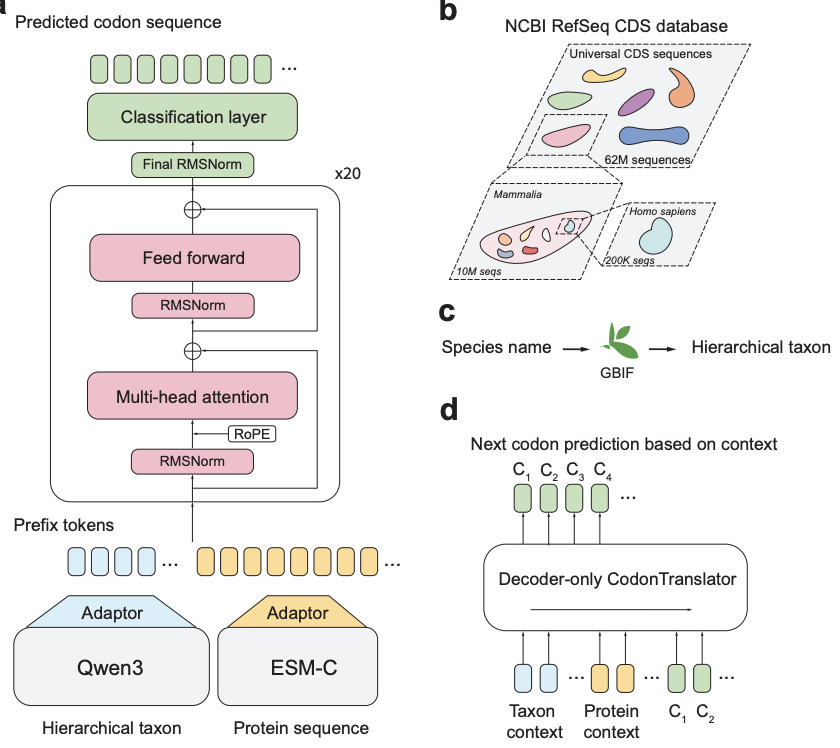 CodonTranslator: a conditional codon language m...