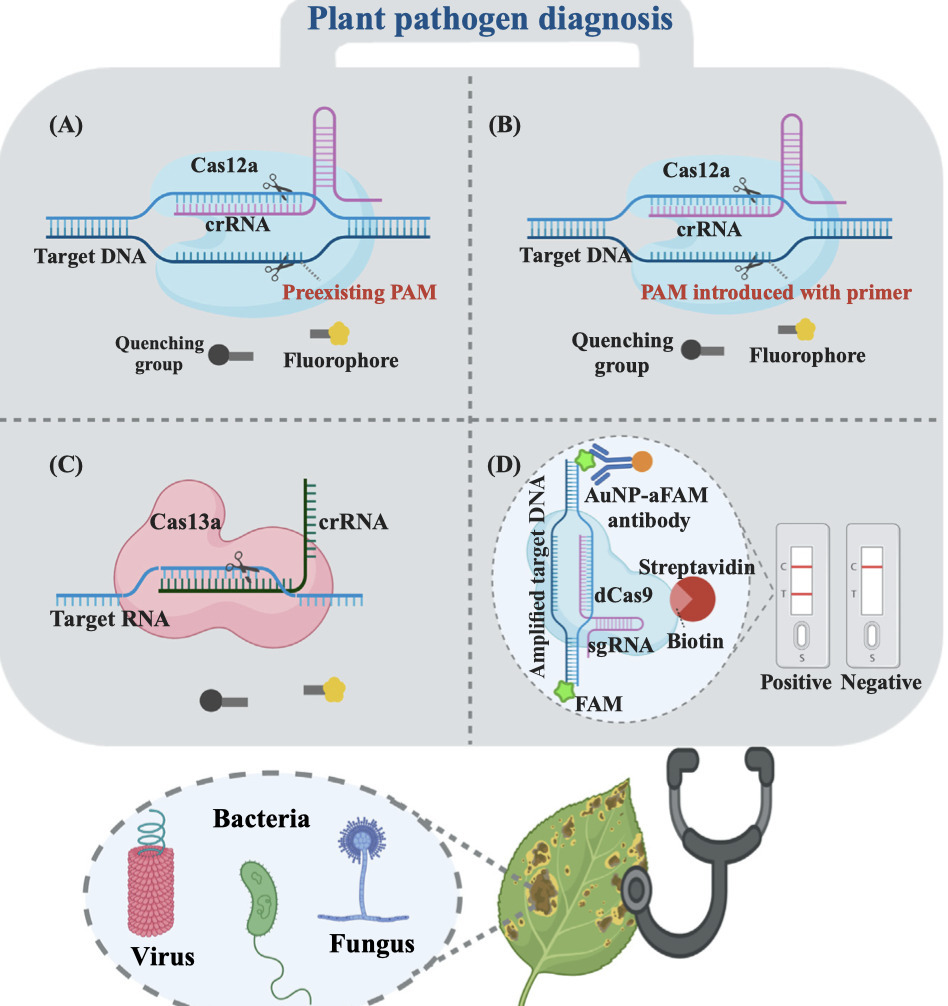 CRISPR/Cas: a toolkit for plant disease diagnos...