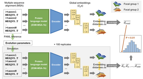 Language models reveal a complex sequence basis...