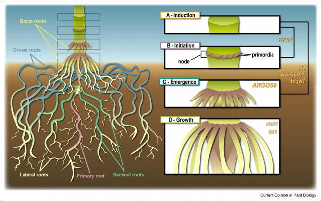 Bracing for sustainable agriculture: the develo...