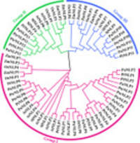 NIN-like proteins in poplar play roles in respo...