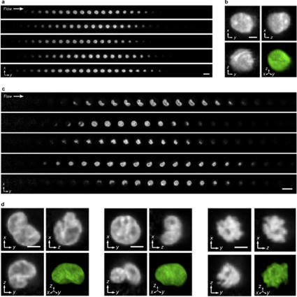 High-speed 3D imaging flow cytometry with optof...
