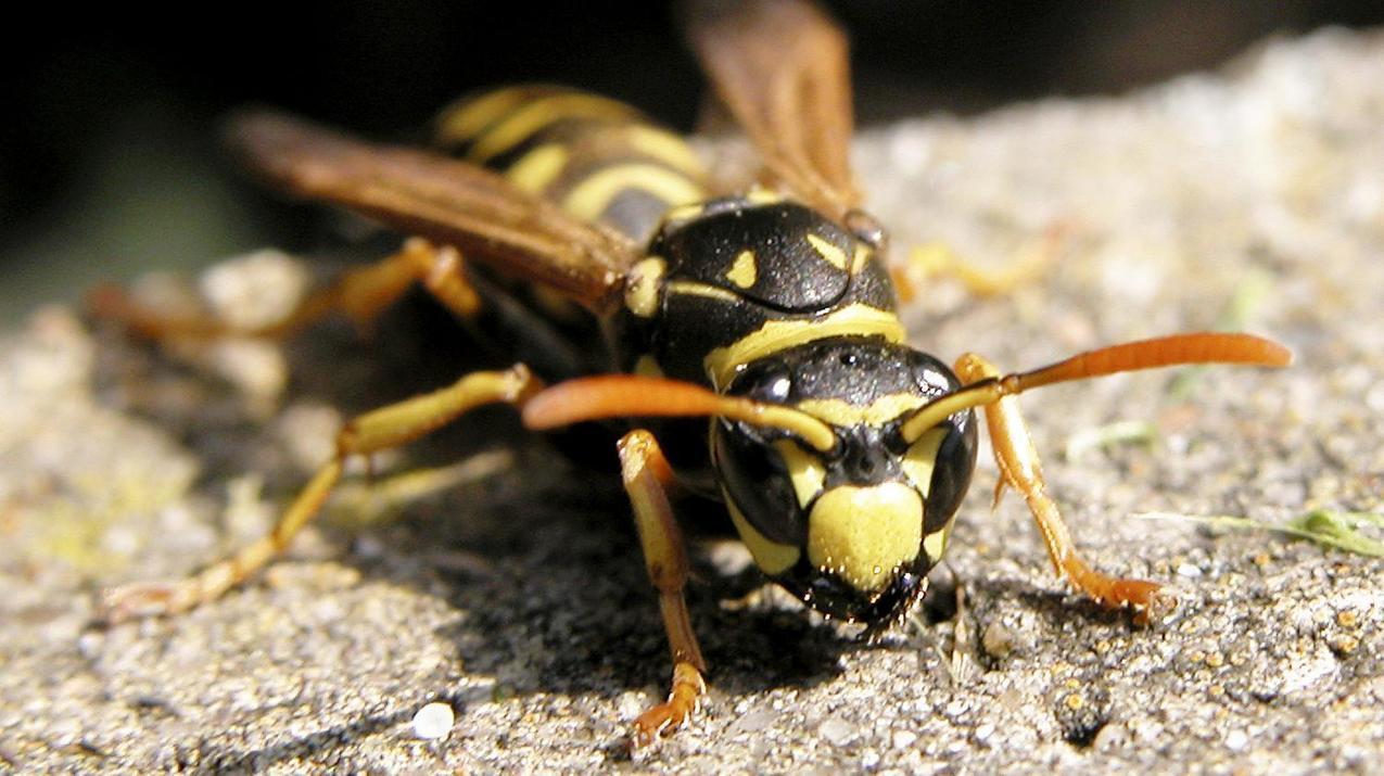 #Insectes : pourquoi les #guêpes son...