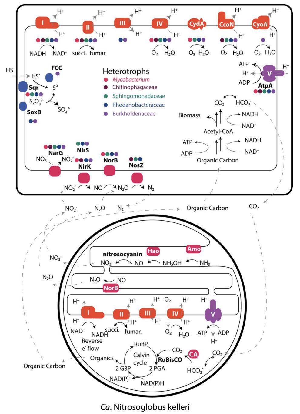 Metabolic interactions of a minimal bacterial c...