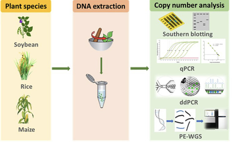 Comparative Evaluation Of Gene Copy Number Esti