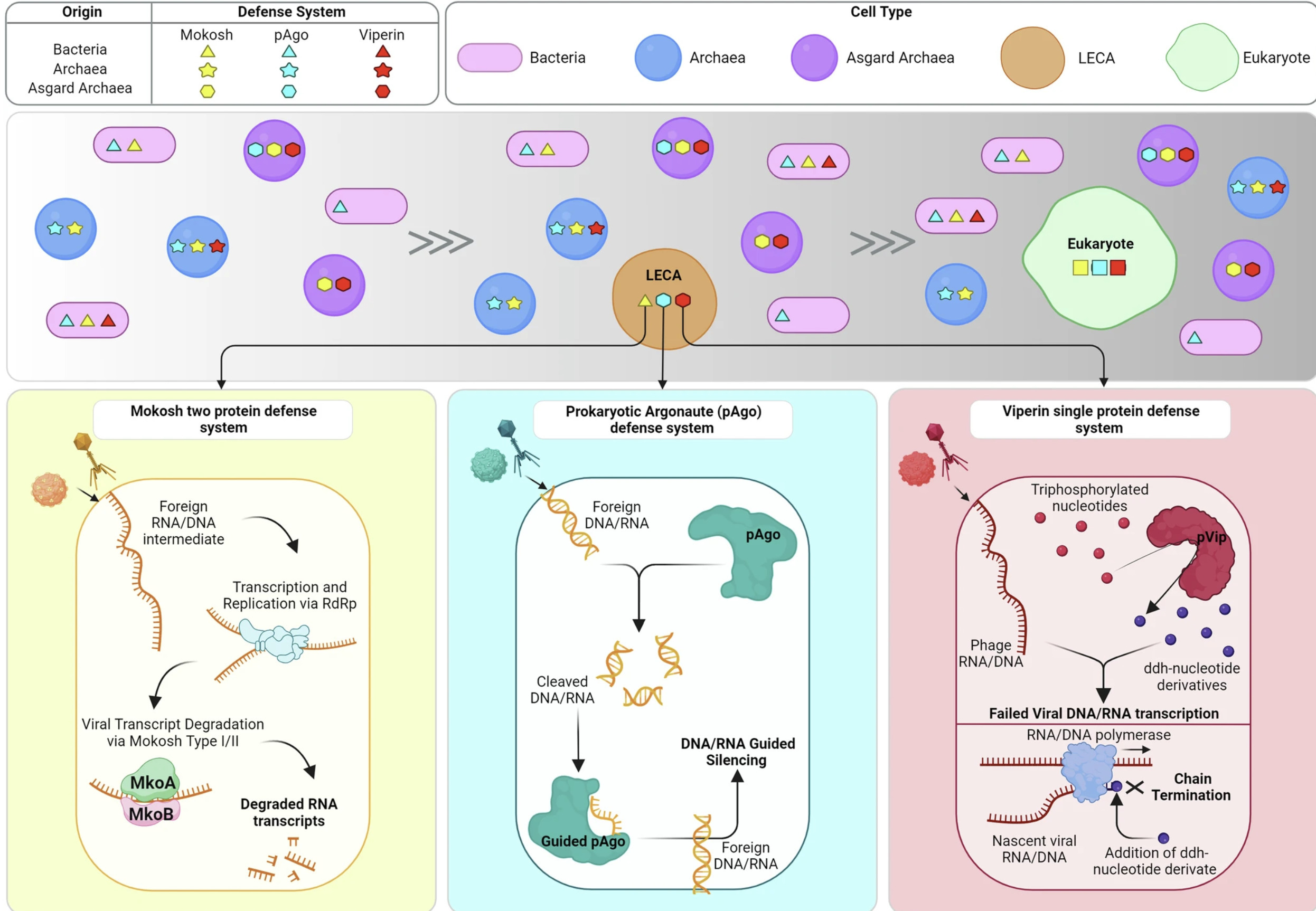 Asgard archaea defense systems and their roles ...
